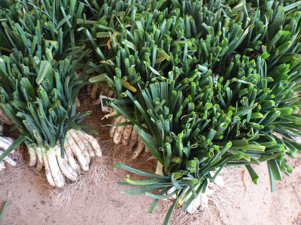 Trutter_Calcot_de_Valls_09.jpg - Der Culinaria Spanien Blog